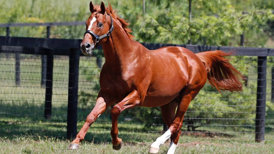 Fertility issues puts Curlin’s stallion career on hold for 2026 ...
