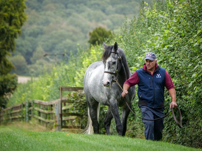 'He has proved incredibly popular' - first mares in foal for Whitsbury ...
