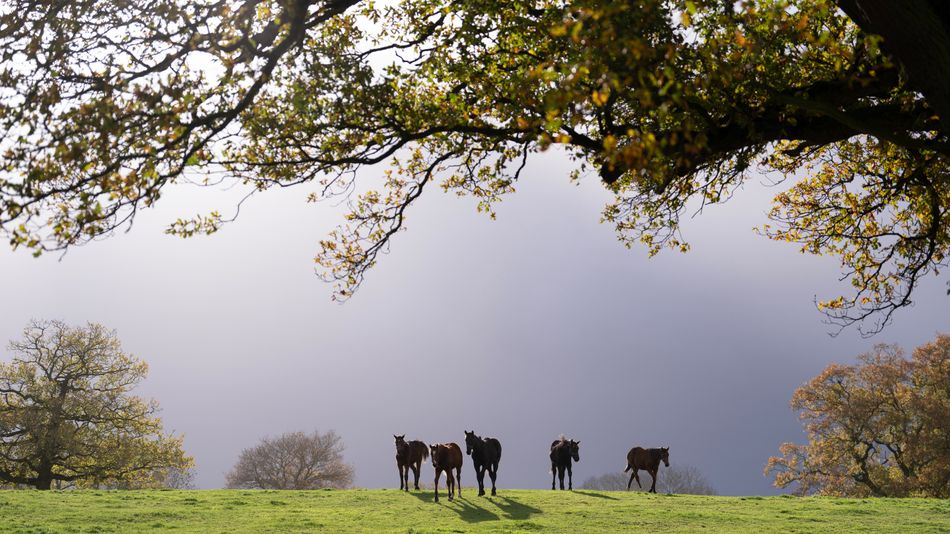 Foal registrations decline as Weatherbys Return of Mares reveals ...