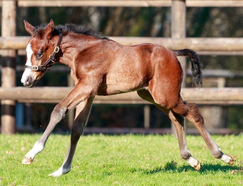 It's a girl! First foal by Shadwell's champion Baaeed has arrived ...