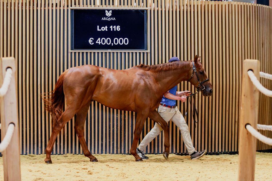 'Dubawi is very special, he'll go to Charlie Appleby' - Stroud among the Arqana big hitters at € ...