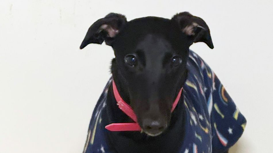 Calverts hoping unbeaten Soapy can clean up again | Racing Post