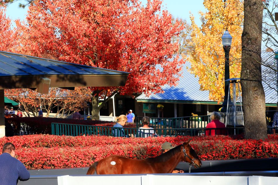 'She's a nice mare with a lot going for her' - Mark McStay nets ...