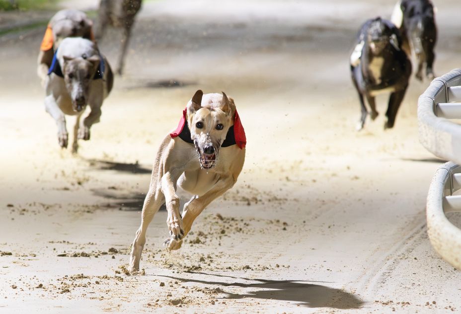 Derby off to a flyer as Duffle coats his rivals in record-breaking ...