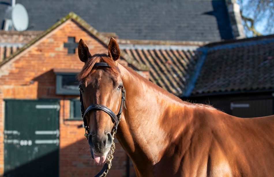 'Very positive reviews' - first foals arrive for Newsells Park Stud's ...