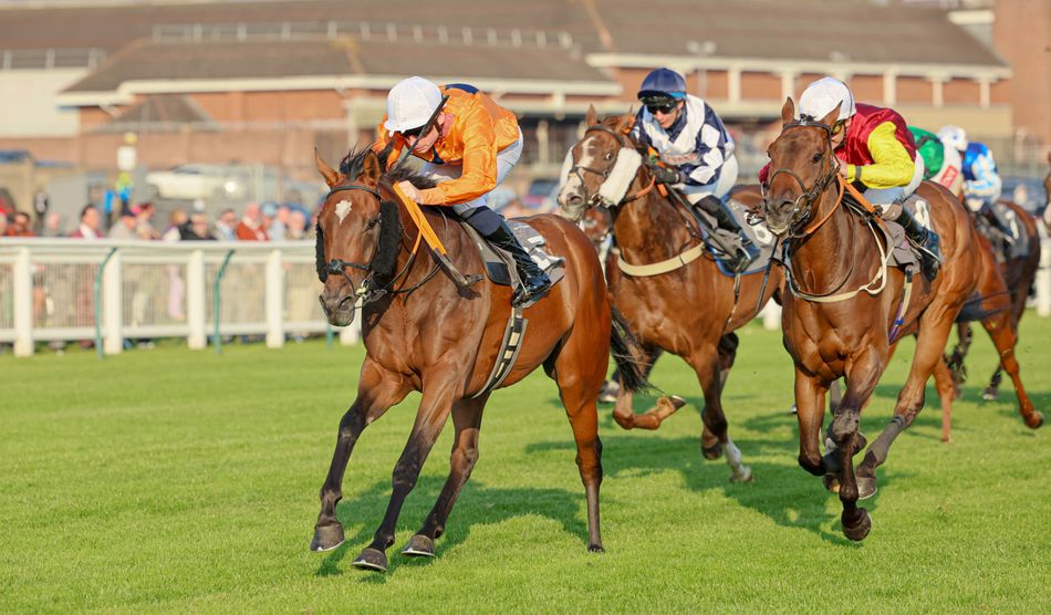 Ante-post second favourite Caballo De Mar to miss the Northumberland ...