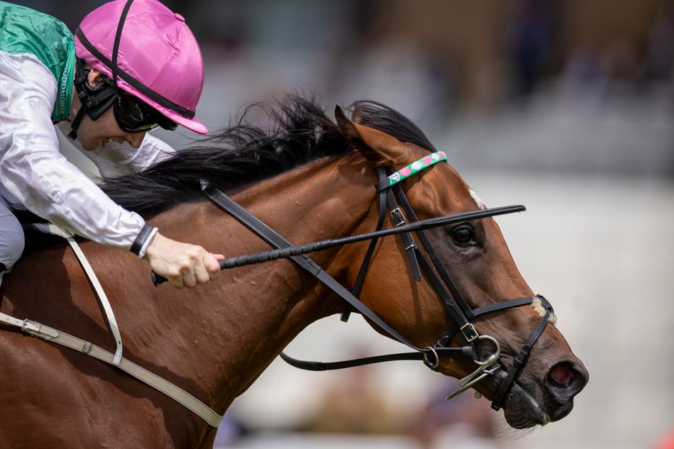 'It's all systems go for Saturday' - Babouche and Whistlejacket set for ...