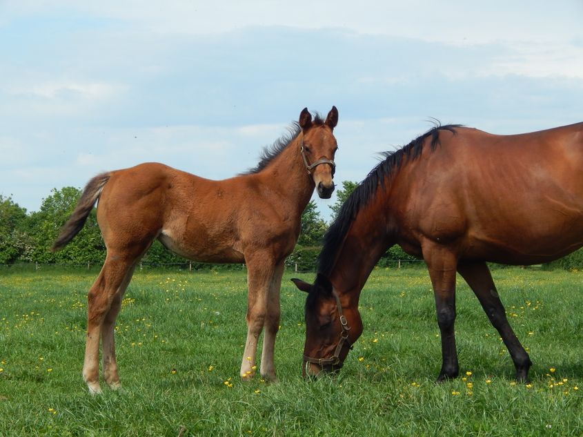 Byerley Stud-bred 1,000 Guineas contender Star Style aiming to put best ...
