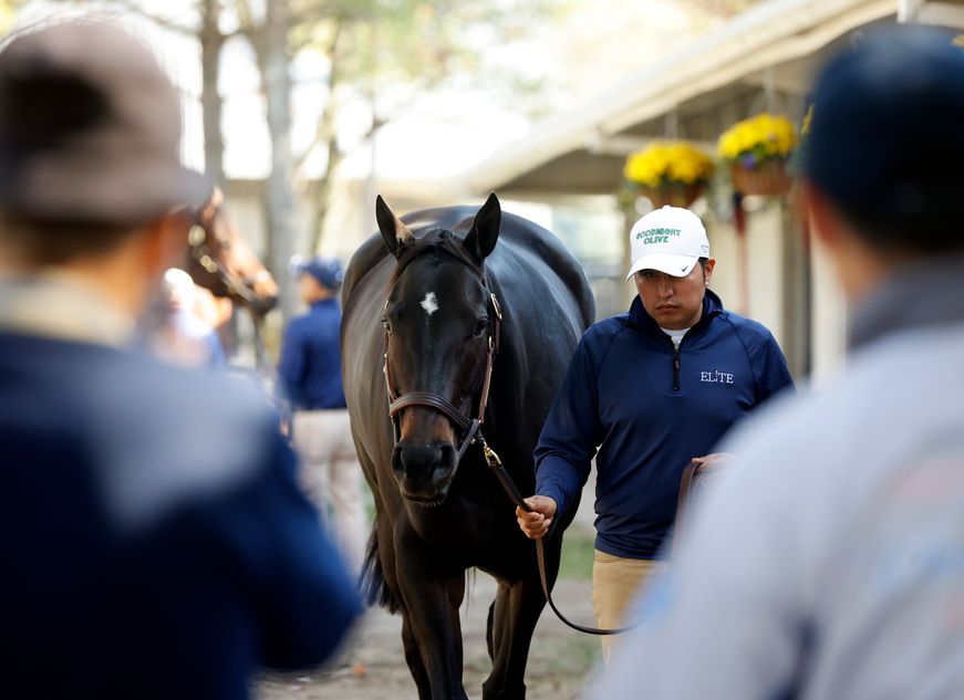 Breeders' Cup winner sells for $6 million at Fasig-Tipton - and now to ...