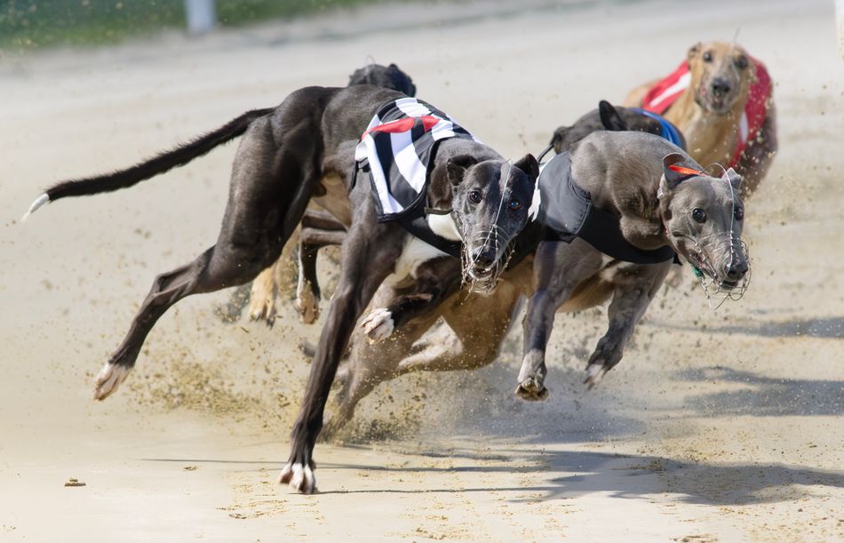Diamond fine after shock Towcester exit | Racing Post