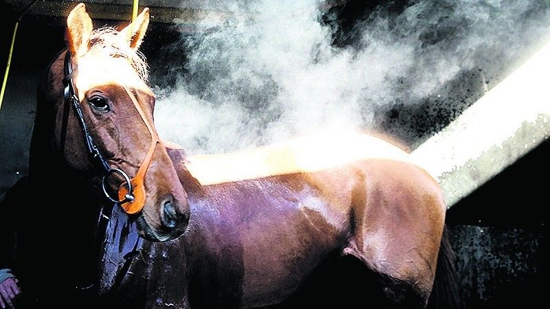 Definitly Red among those on display in RoR parade at Aintree | Racing Post