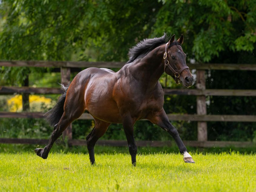 'The greatest stallion to have ever stood at the Irish National Stud ...
