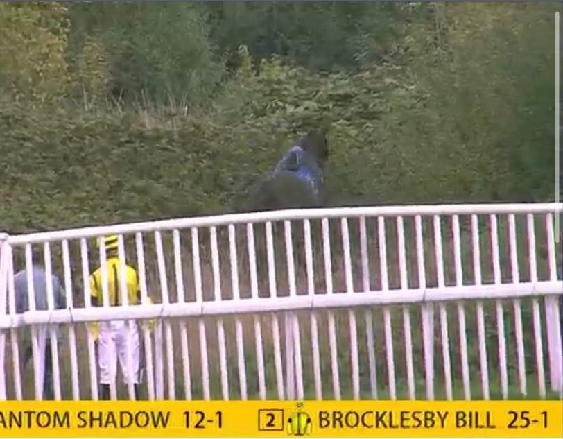 Horse caught by dog walker after running loose and taking a wild detour through the woods at ...