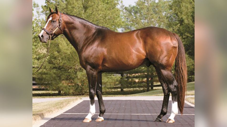 Top-level winner and internationally successful sire Forestry dies aged ...