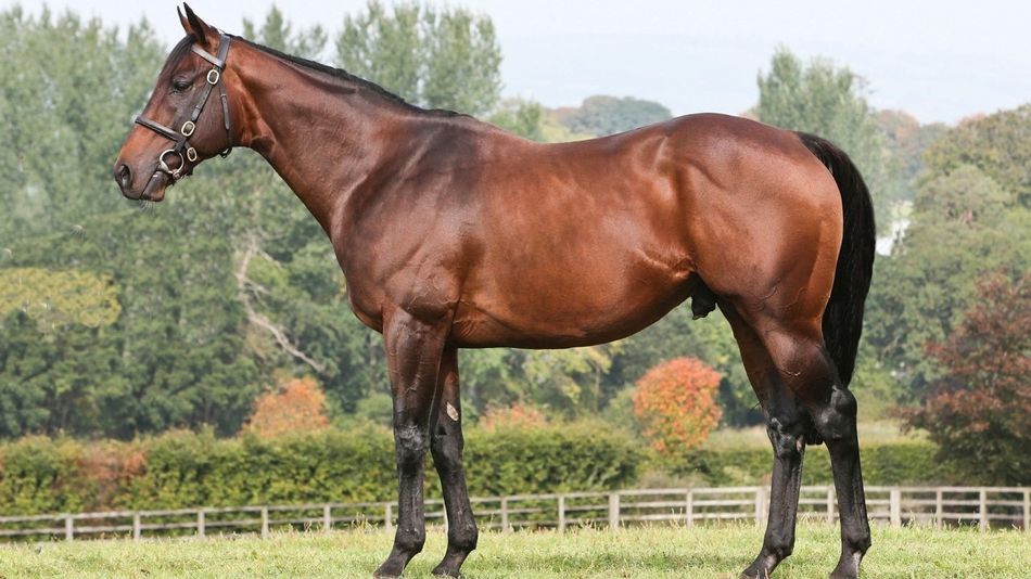 'He was like a member of our family' - Ballyhane Stud's long-serving ...