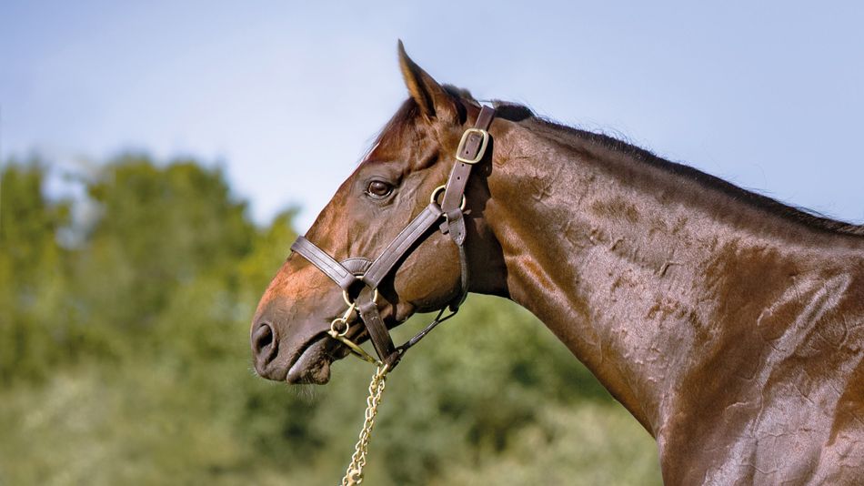 Prix Ganay winner and sire Dariyan dies aged 12 | Racing Post