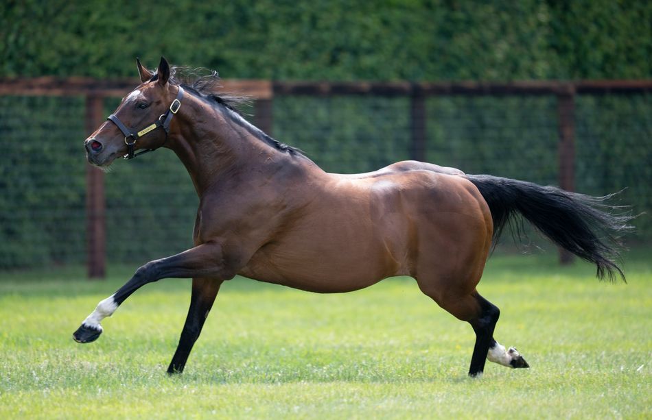 Frankel holds steady at £350,000 as Juddmonte unveil 2025 fees and ...