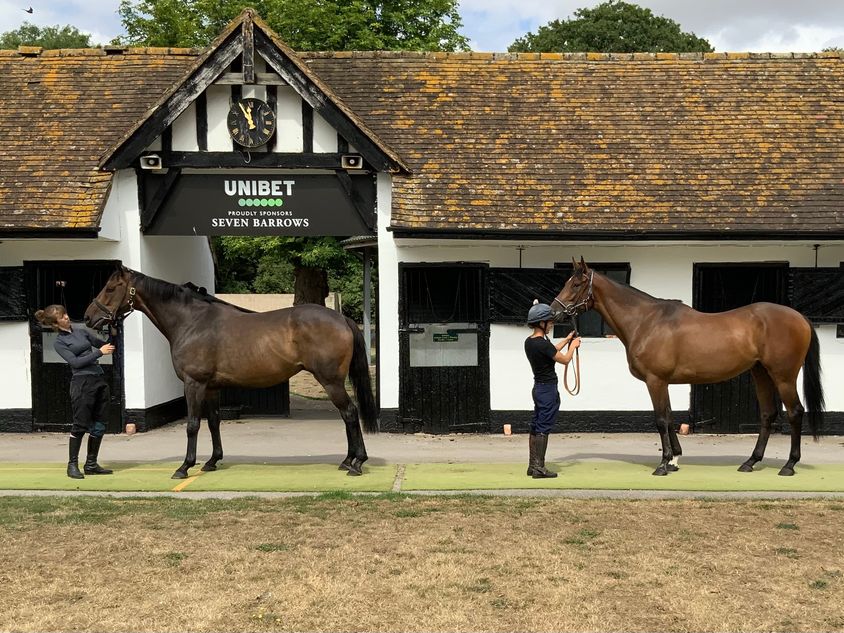 Constitution Hill and Sir Gino 'look fantastic' on return to Seven ...