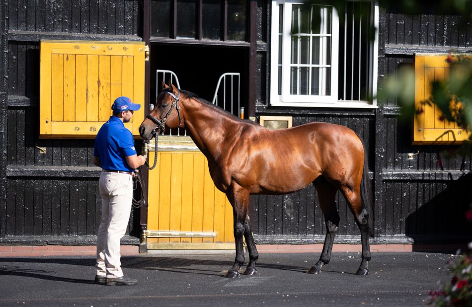 'A proven top-class sire' - Group 1 winner and sire Territories sold to ...
