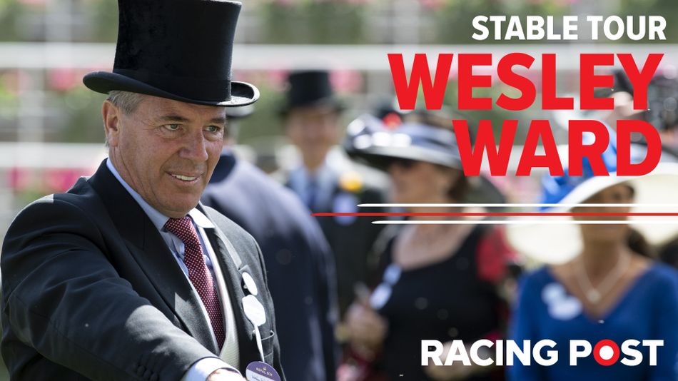 'He stacks right up there with No Nay Never' - Wesley Ward runs through ...
