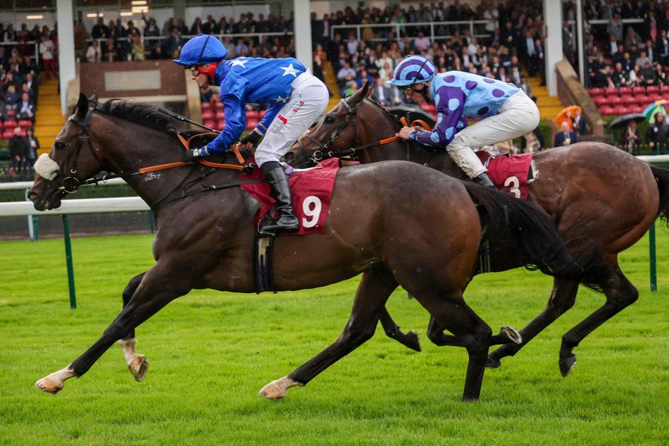 'They had to open him up and untwist his gut' - Never Dark bounces back ...