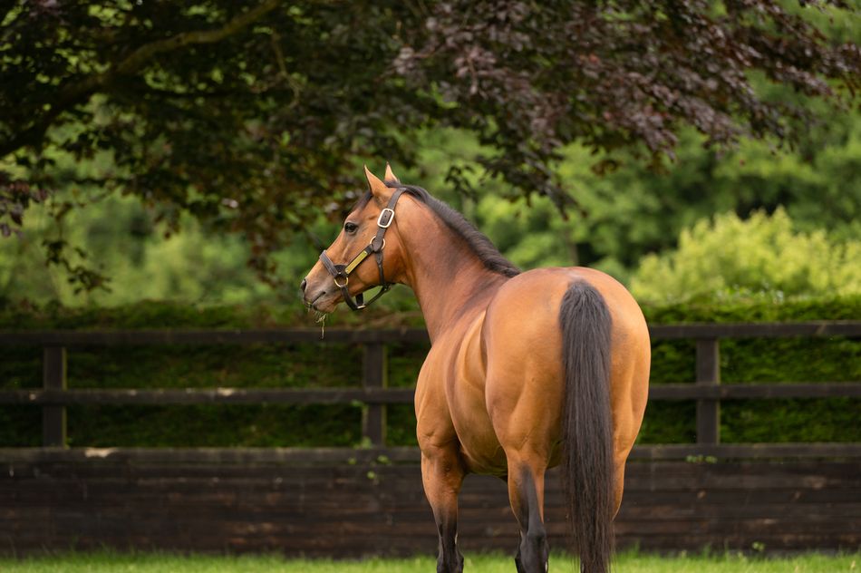 First winner comes at Goodwood for Royal Ascot hero Circus Maximus ...