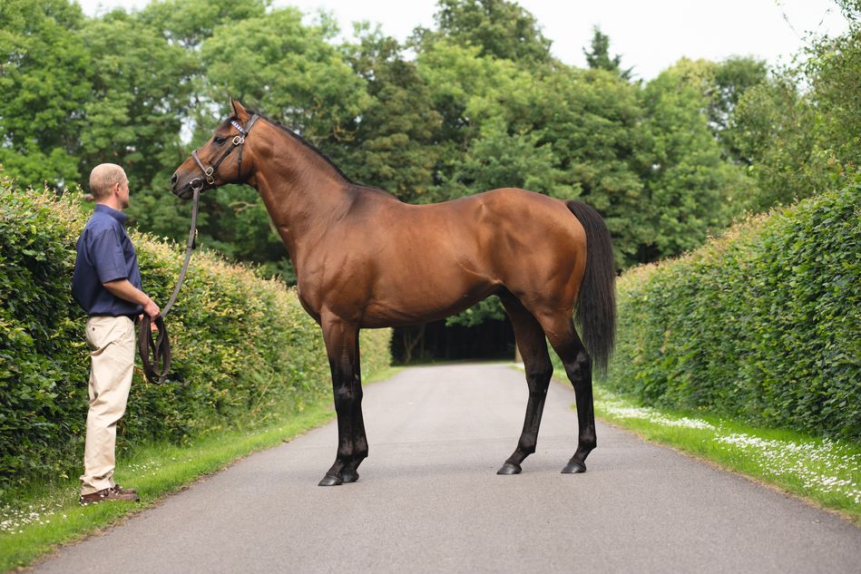 Find out the winners and losers in the annual game of stallion snakes ...