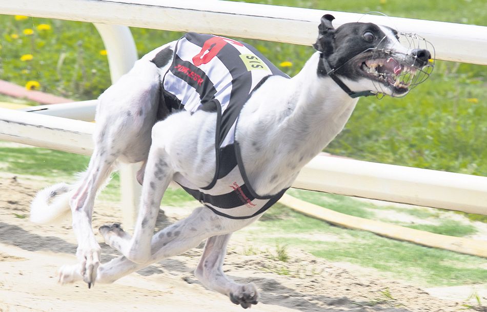 Greyhound film release confirmed | Racing Post