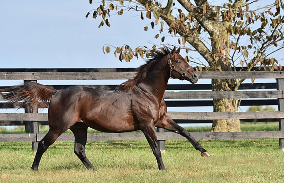 Death of stallion Congrats aged 25 after happy retirement in Florida ...