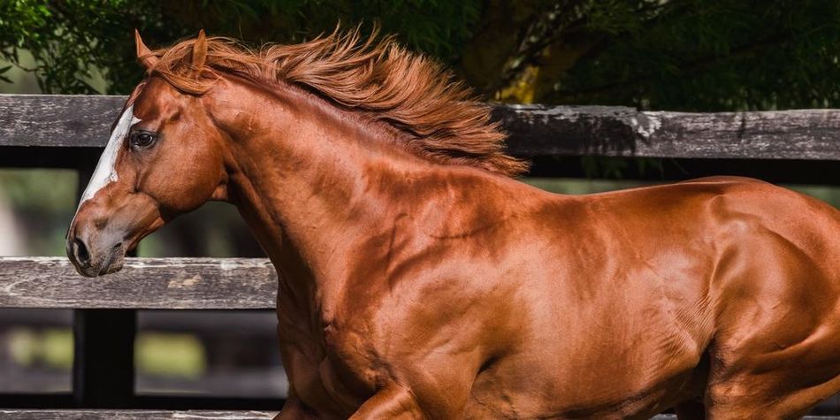 Daylight shines for Darley first season sire at Deauville with ...