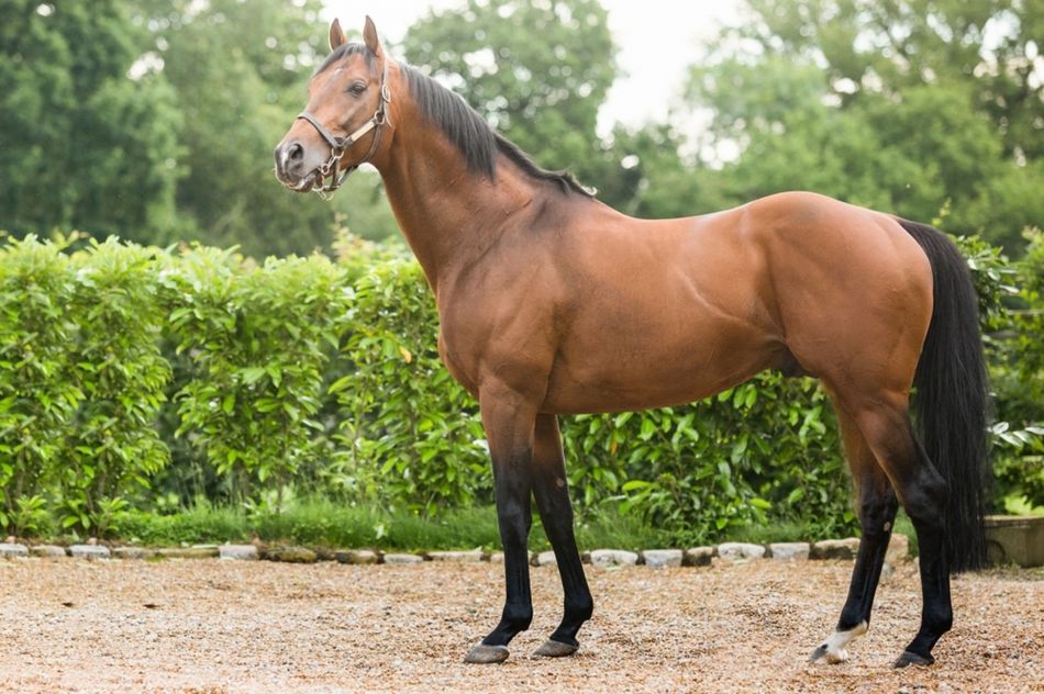 Irish Point's sire Joshua Tree to join Haras De Cercy roster in 2025 ...