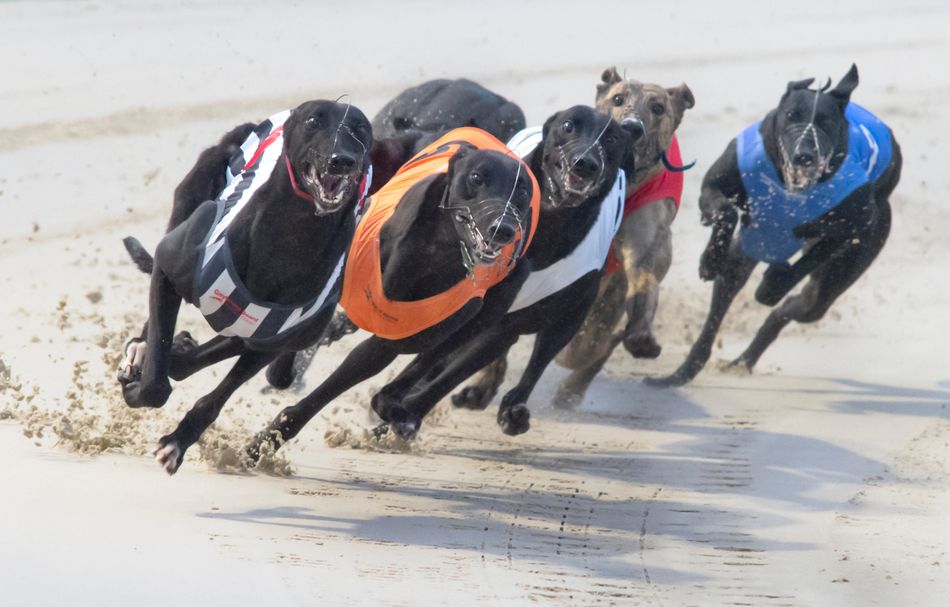 Betting is the main attraction to greyhound racing - it simply has to ...