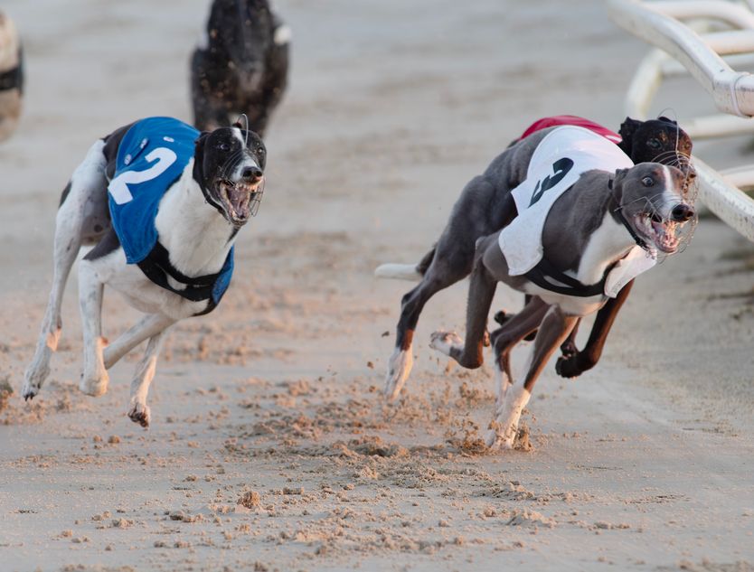 Goose flies in Derby qualifier | Racing Post