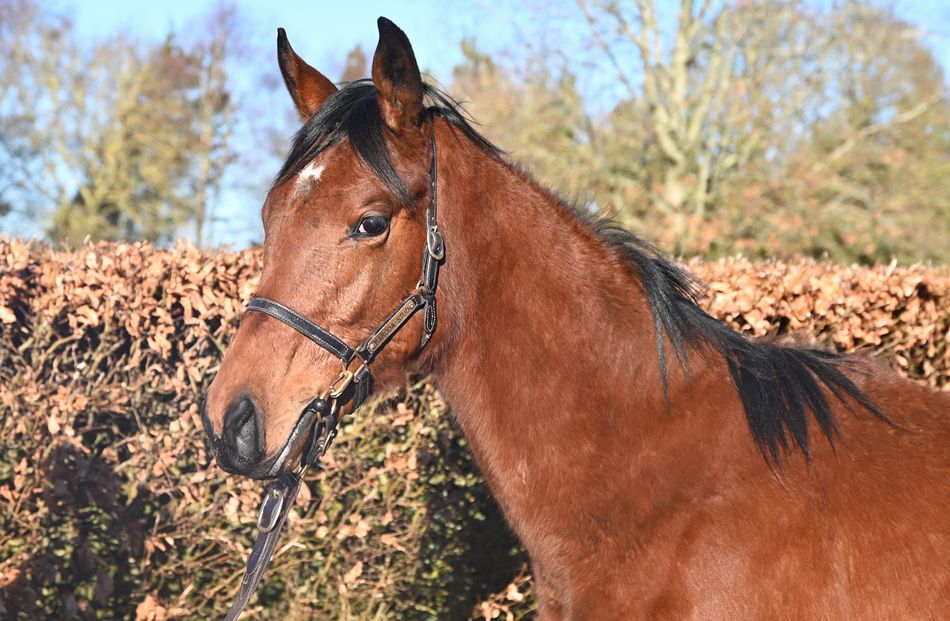 Baroda Stud kicks off Goffs February Sale in match-winning form ...