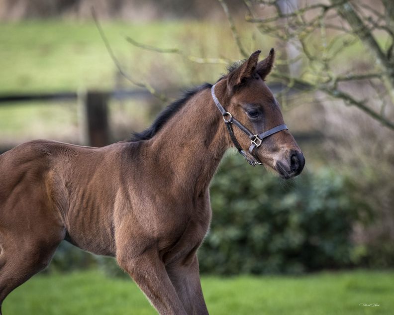'He looks like his sire, who's a painting' - Prix Ganay winner Mare Australis's first foal on ...