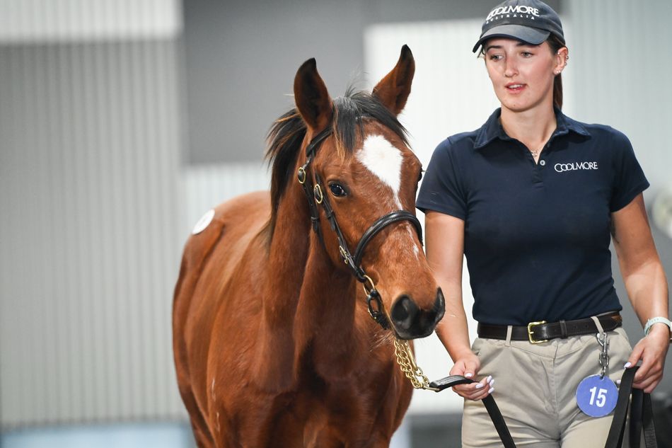 'They’re a different breed' - Frankel progeny on top as A$500,000 colt ...