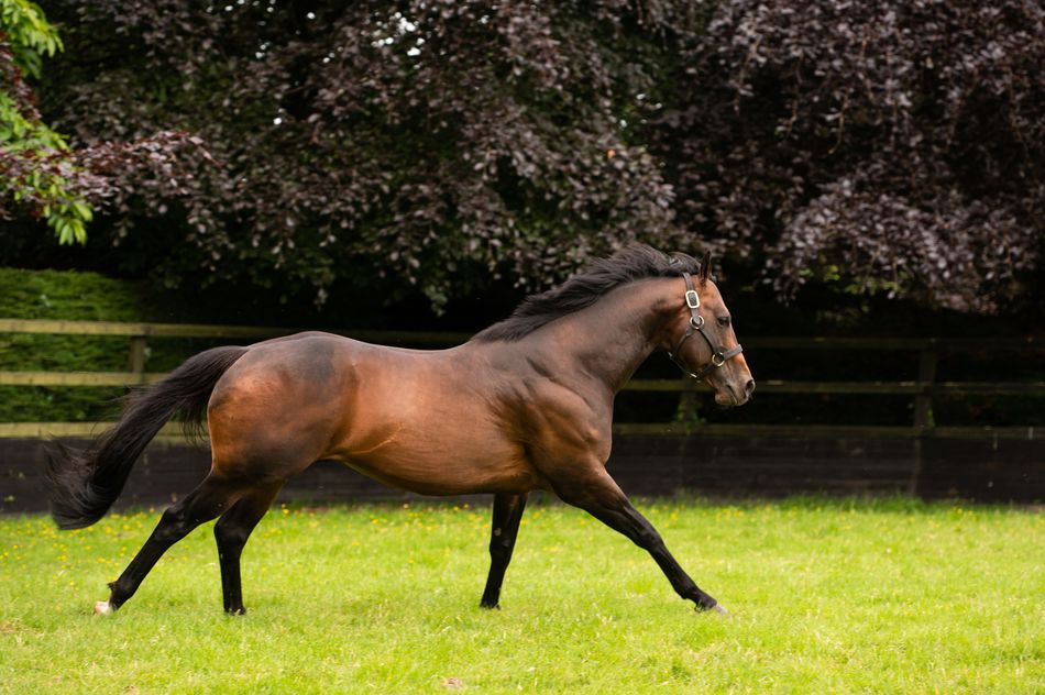 Magna Grecia to start at £5,500 for new beginning on March Hare Stud's ...