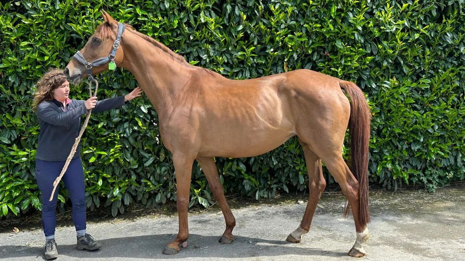 We three kings of Vegas are . . . all running on Boxing Day ...