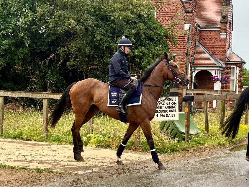 'It's a rarity and an interesting project' - Australian-bred Frankel ...