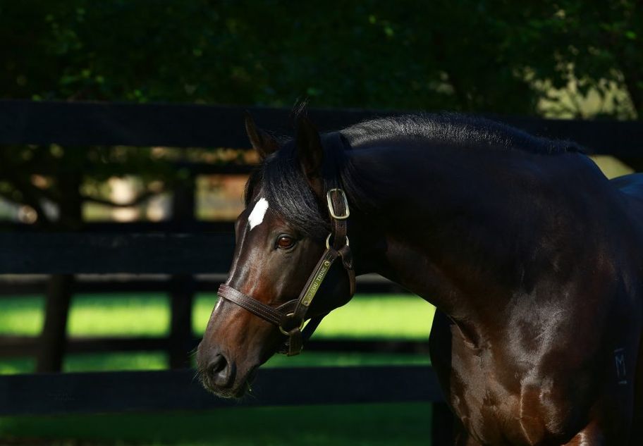 ‘He was an incredibly kind and intelligent horse’ - Coolmore announces ...