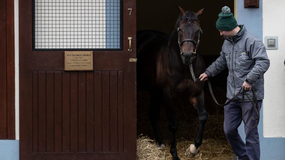 'Challenging times' sees Irish National Stud drop or maintain fees for ...