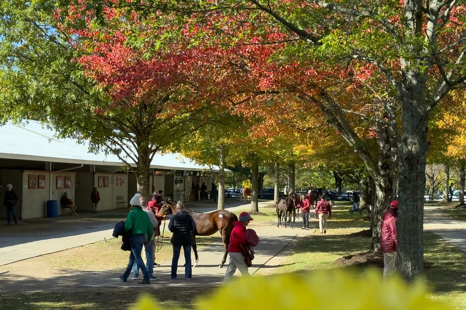 Buyers ‘lining-up’ ahead of Fasig-Tipton’s talent-packed November Sale ...