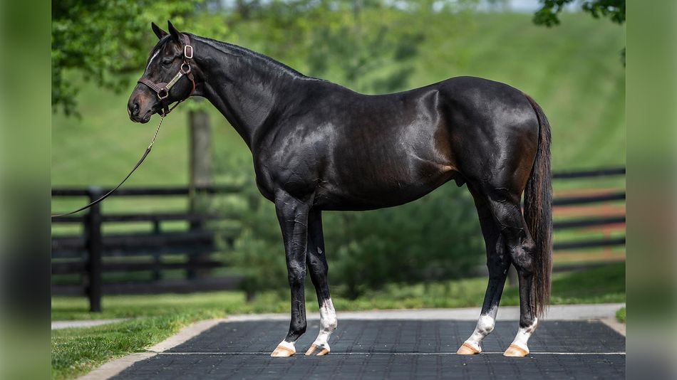 'A rare and exciting opportunity' - share in Not This Time and his 2025 ...