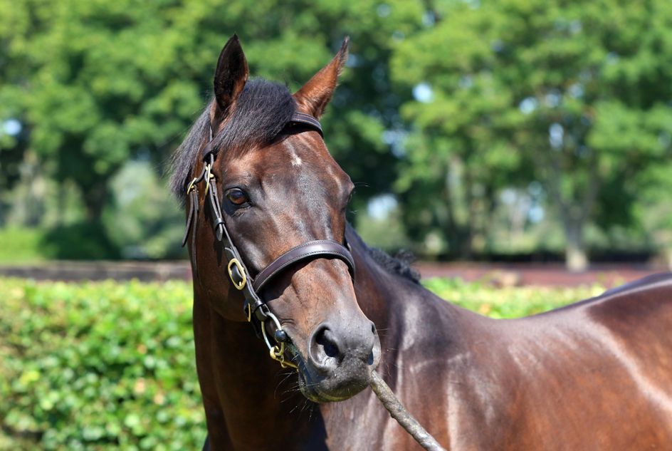 Time Test relocating from the National Stud to Turkey for 2025 | Racing ...