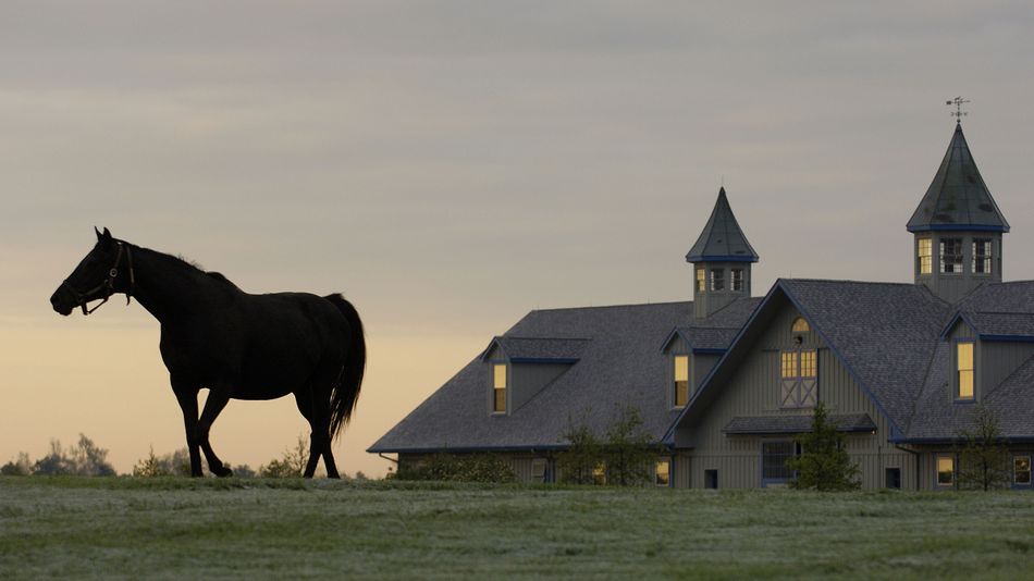 Jockey Club releases 2024 North American live foal statistics | Racing Post