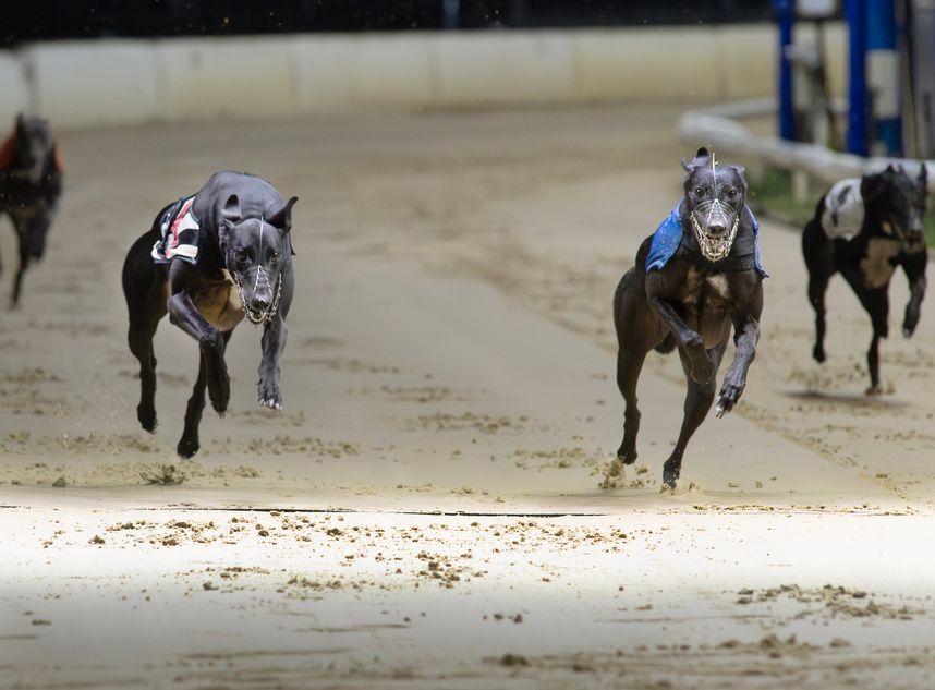 Marathon ace Matilda gives Evans a boost | Racing Post