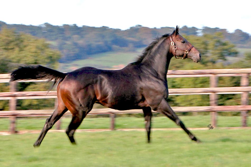 ‘Horses who stand at a higher price don’t guarantee results’ - meet the ...