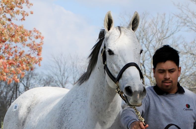 Mandy Pope prevails at Keeneland to land Roses For Debra at $2.4 ...
