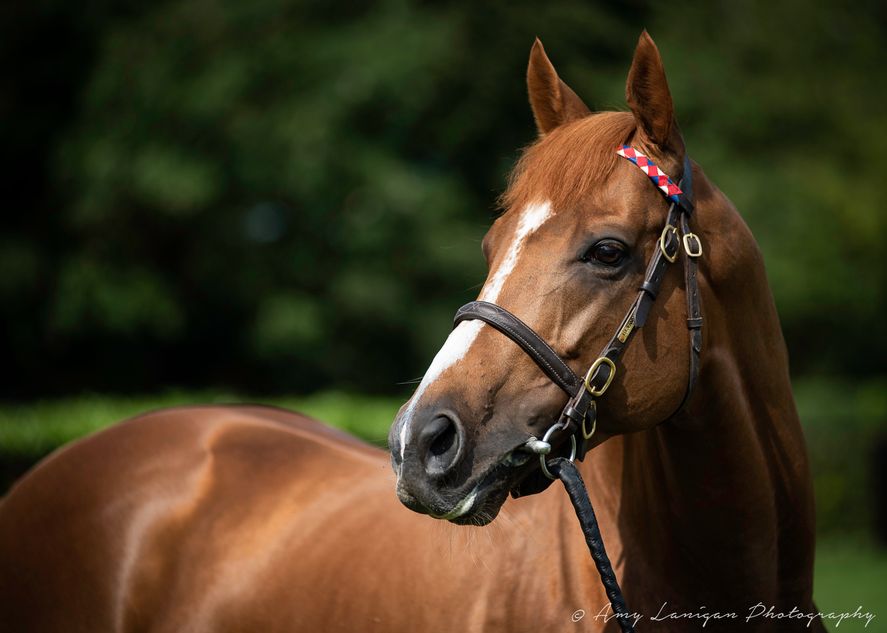 'It's always difficult with these middle-distance horses' - the rapid ...