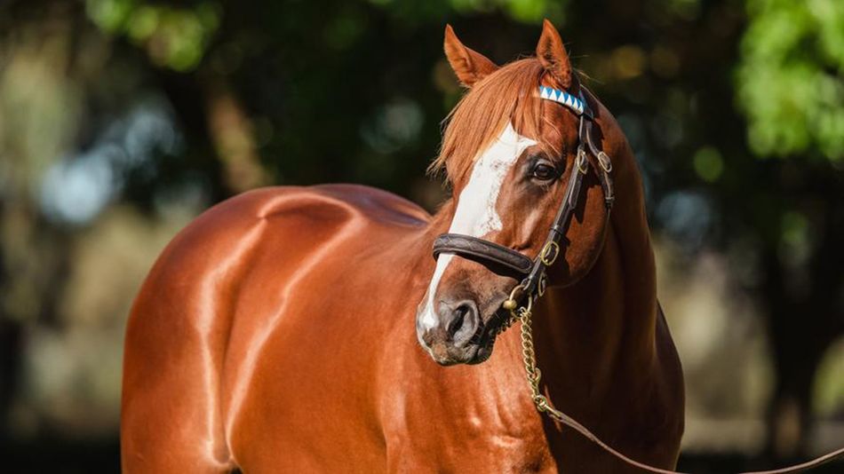 'She took a lot of pulling up after' - Darley's Earthlight off the mark ...